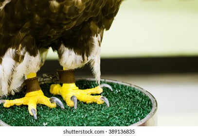 1,972 Eagle claw close up Images, Stock Photos & Vectors | Shutterstock