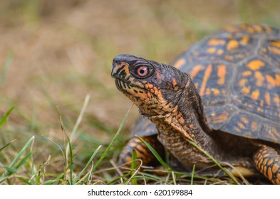 84 Woodland Box Turtle Images, Stock Photos & Vectors | Shutterstock