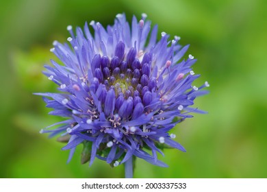Closeup Emerald Blue Flower Devils Bit Stock Photo 2003337533 ...