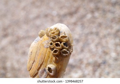 54 Amphibalanus Royalty-Free Images, Stock Photos & Pictures | Shutterstock