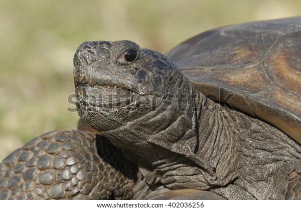 Closeup Endangered Gopher Tortoise Gopherus Polyphemus Stock Photo ...