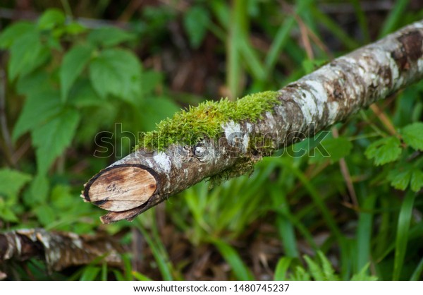 Closeup Face Shape Tree Branch Forest Stock Photo 1480745237 | Shutterstock