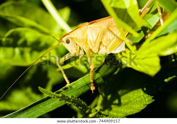 Closeup Field Grasshopper Hidden Between Leaves Stock Photo 744909157 ...