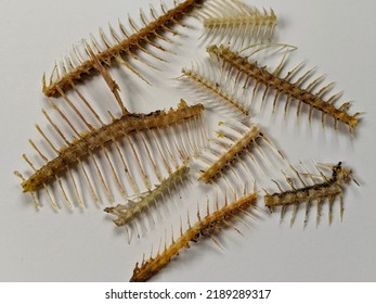 1,452 Bone thorn Images, Stock Photos & Vectors | Shutterstock