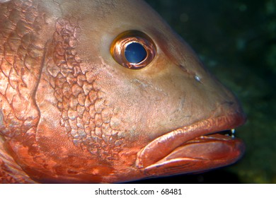 Closeup Fish Face Stock Photo 68481 | Shutterstock