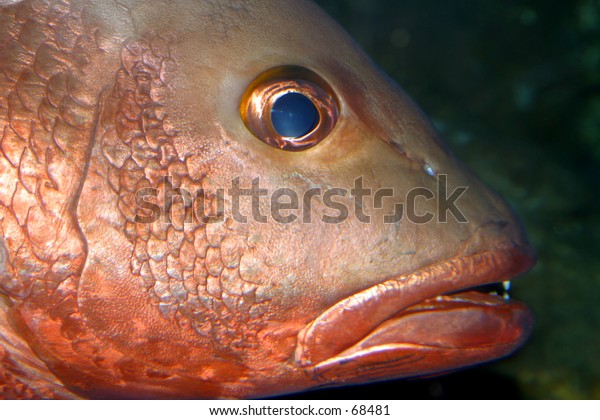 Closeup Fish Face Stock Photo 68481 | Shutterstock