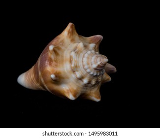 165 Fighting conch Images, Stock Photos & Vectors | Shutterstock