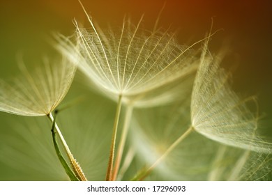 Closeup Fluff Stock Photo 17296093 | Shutterstock