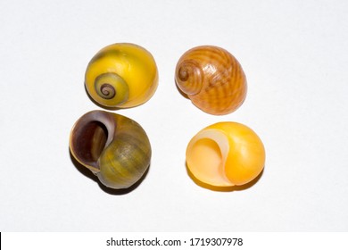 Closeup Four Flat Periwinkle Shells Littorina Stock Photo 1719307978 ...