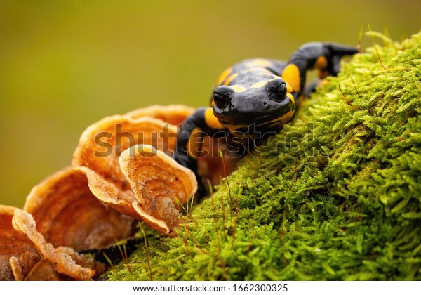Closeup Front View Fire Salamander Salamandra Stock Photo 1662300325 ...