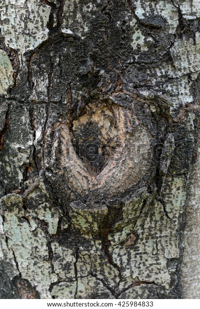 Closeup Gnarl Tree Stock Photo 425984833 | Shutterstock