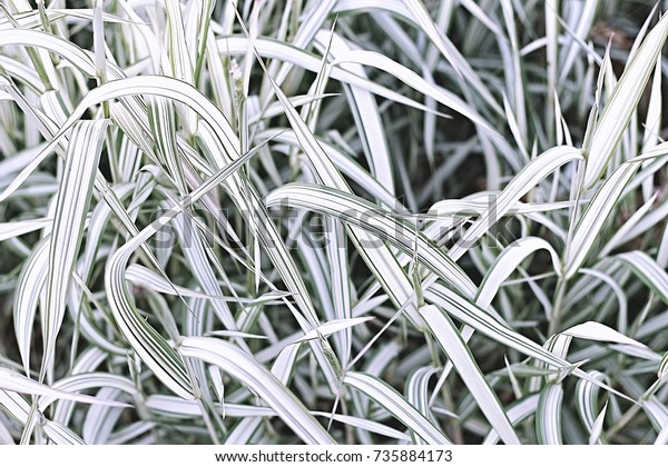 Closeup Gray Grass Texture Background Stock Photo 735884173 | Shutterstock