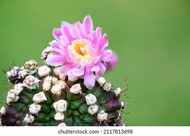 627 imágenes de Pink t rex - Imágenes, fotos y vectores de stock ...