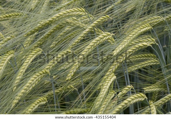 Closeup Green Rye Stock Photo (Edit Now) 435155404
