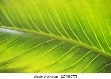 Closeup Greenery Image Leaf Stock Photo 1274880778 | Shutterstock