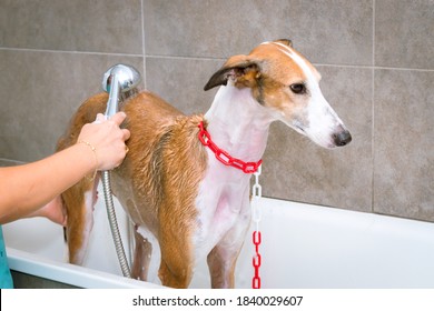 291 imágenes de Sad greyhound - Imágenes, fotos y vectores de stock ...