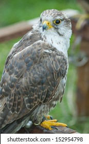 3,227 Arab eagle Images, Stock Photos & Vectors | Shutterstock