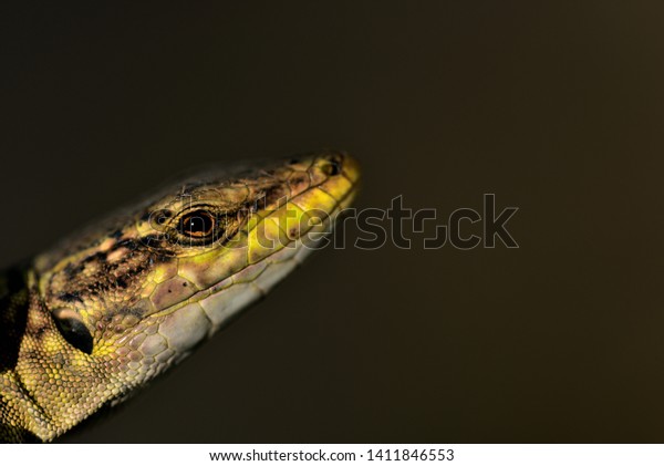 Closeup Head Lizard Front Dark Background Stock Photo 1411846553 ...