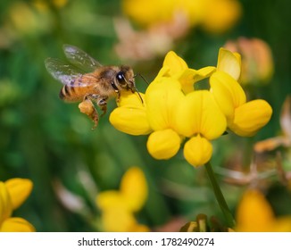 Closeup Honey Bee Hovering Tiny Yellow Stock Photo 1782490274 ...