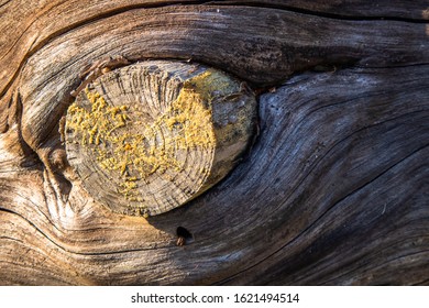 1,189 Gnarled logs Images, Stock Photos & Vectors | Shutterstock