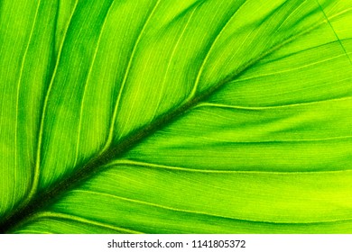 Closeup Image Natural Leaf Pattern Background Stock Photo 1141805372 ...
