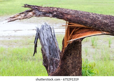 Closeup Image Steamed Stem Tree Broken Stock Photo 675291319 | Shutterstock