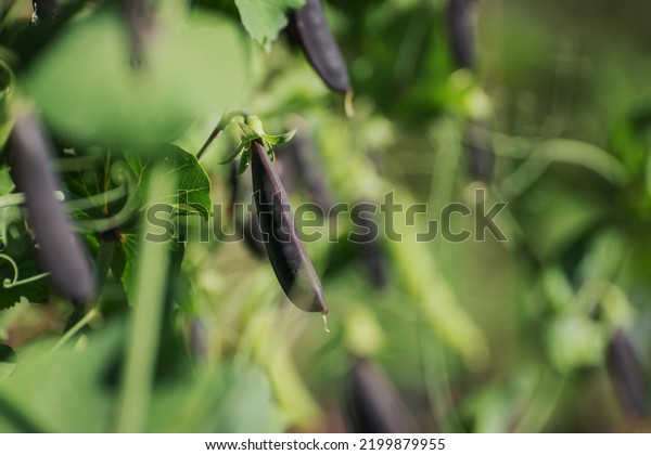 Closeup Image Sugar Black Snap Peas Stock Photo 2199879955 | Shutterstock