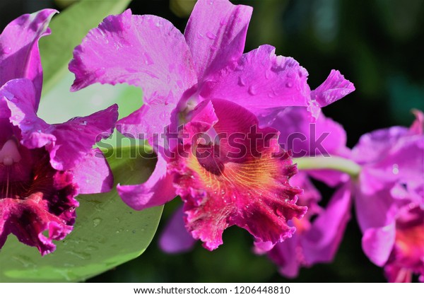 Closeup Image Violet Cattleya Stock Photo 1206448810 | Shutterstock