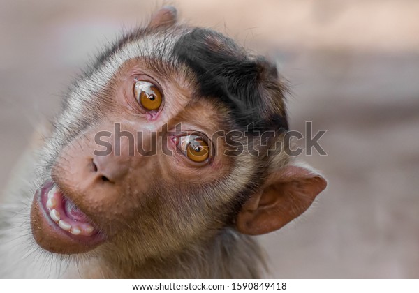 Big ears monkey : 1 107 images, photos et images vectorielles de stock ...