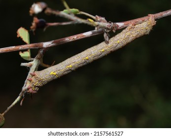 Closeup Insect Larvae On Tree Branch Stock Photo 2157561527 | Shutterstock