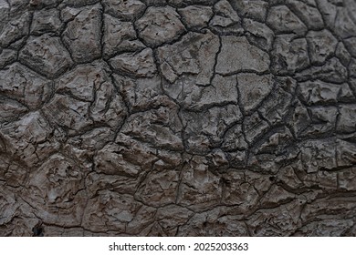 541 Ripped tree bark Images, Stock Photos & Vectors | Shutterstock