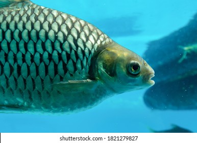 4,346 Silver Barb Images, Stock Photos & Vectors | Shutterstock