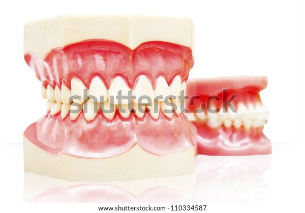 Closeup Jaws Shot Studio Isolated On Stock Photo 110334587 | Shutterstock