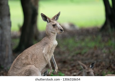 Closeup Kangaroo Stock Photo 1306318654 | Shutterstock