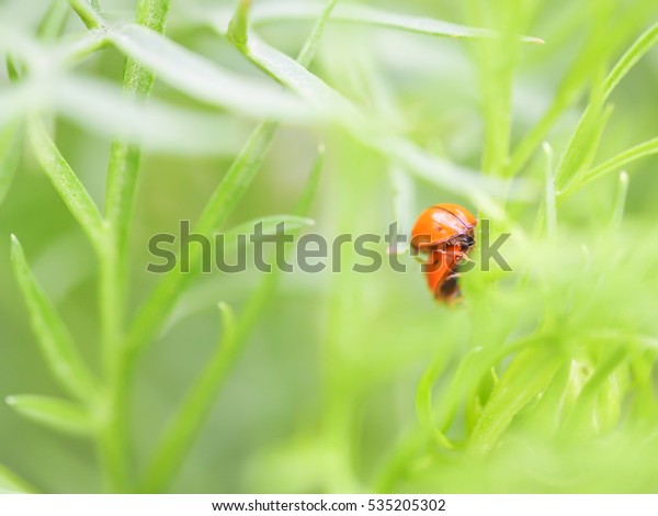 Closeup Ladybug Mating Reproduction Stock Photo 535205302 | Shutterstock
