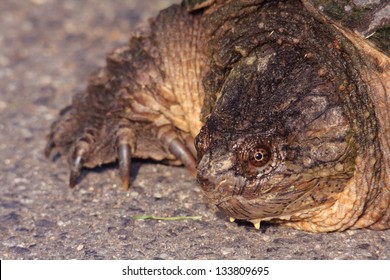 Closeup Large Snapping Turtle Stock Photo (Edit Now) 133809695