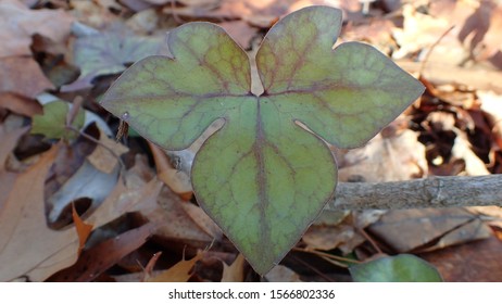 Closeup Leaf Sharp Lobed Hepatica Stock Photo 1566802336 | Shutterstock