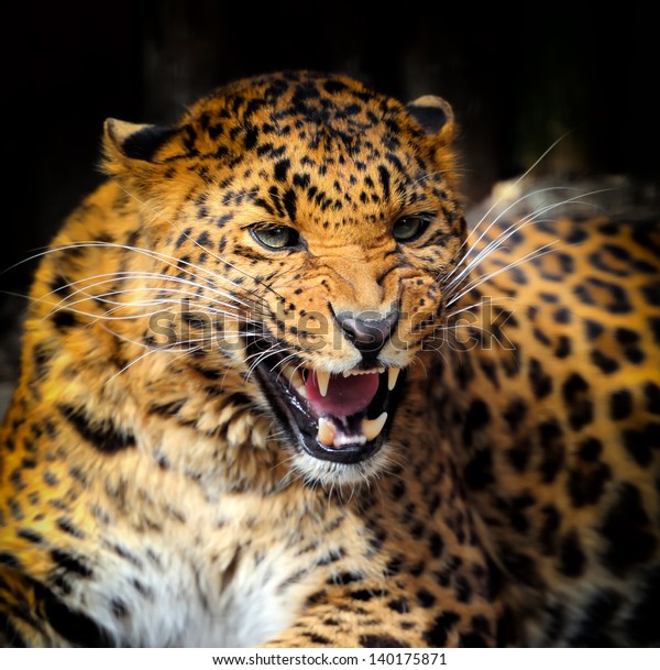 Closeup Leopard Portrait Stock Photo 140175871 | Shutterstock