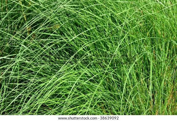Closeup Long Grass Background Stock Photo 38639092 | Shutterstock
