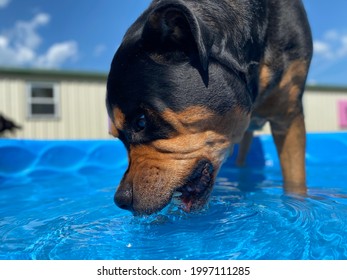 1,540 Dog biting water Images, Stock Photos & Vectors | Shutterstock
