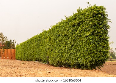 3,754 Tall hedges Images, Stock Photos & Vectors | Shutterstock