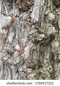 572 Lumpy tree Images, Stock Photos & Vectors | Shutterstock