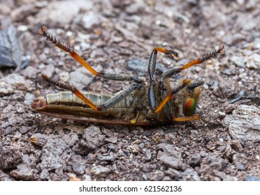 15,178 Playing dead Images, Stock Photos & Vectors | Shutterstock