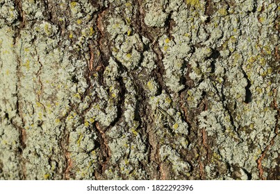 Closeup Maple Tree Bark Stock Photo 1822292396 | Shutterstock