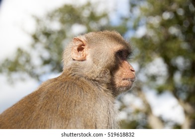 3,681 Monkey profile Images, Stock Photos & Vectors | Shutterstock