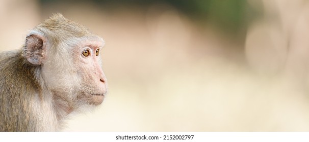 15,584 Monkey looking up Images, Stock Photos & Vectors | Shutterstock