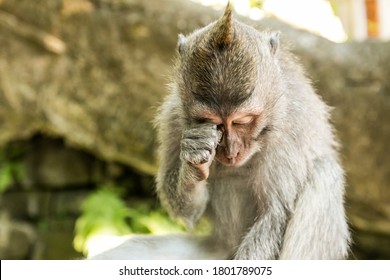 896 Monkey Crying Images, Stock Photos & Vectors | Shutterstock