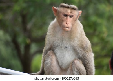 2,313 Serious monkey Images, Stock Photos & Vectors | Shutterstock