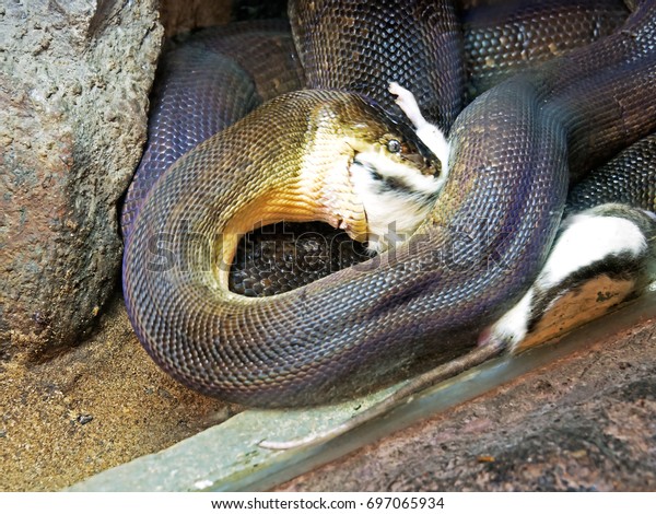 Closeup Movement Scene Macklots Python Attack Stock Photo 697065934 ...
