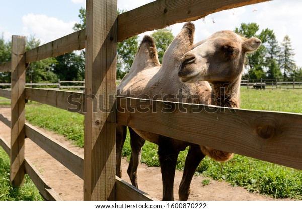 Closeup Muzzle Brown Twoheaded Camel 2019 Stock Photo 1600870222 ...